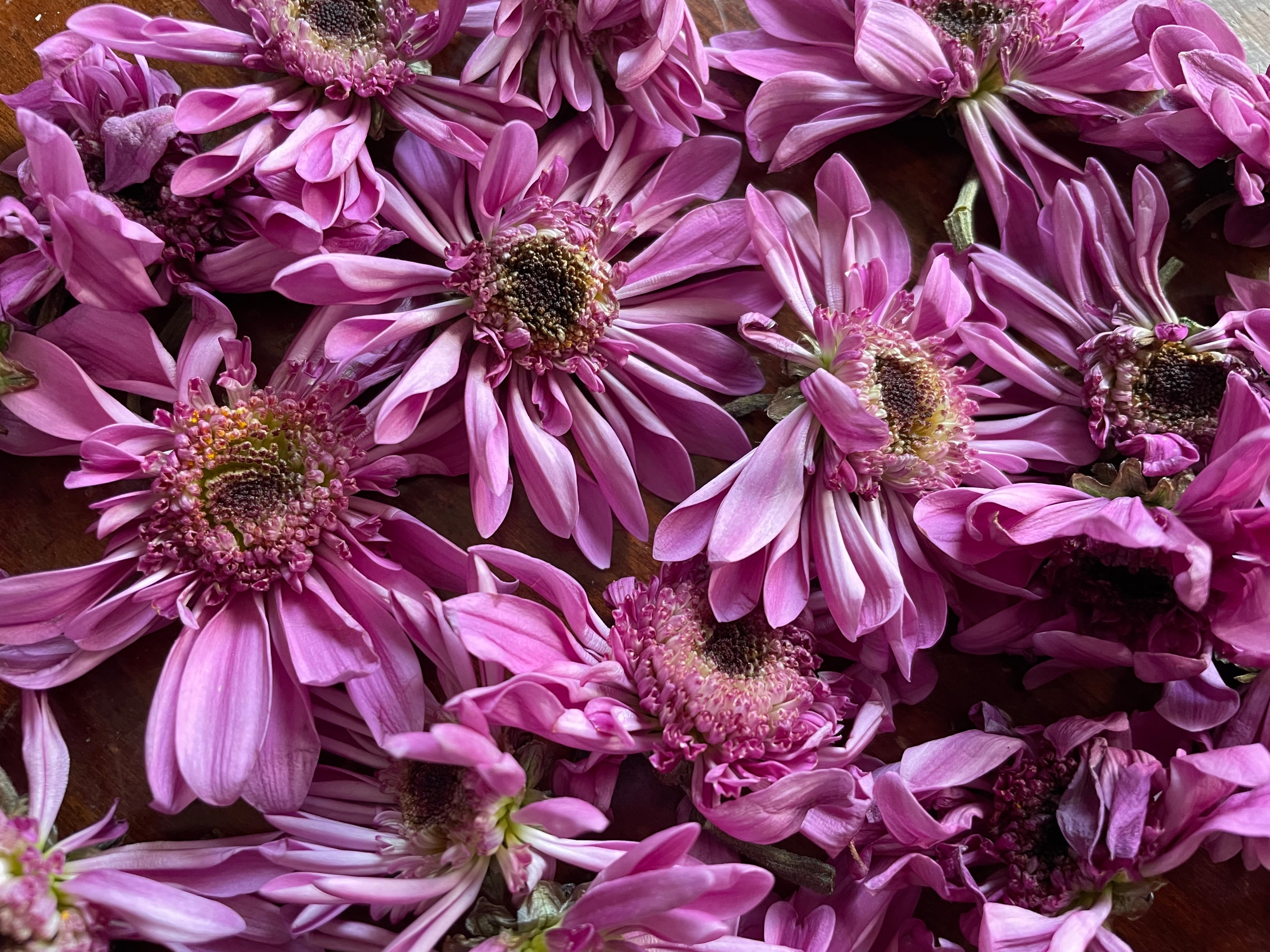 Floral Preservation – tagged "Pressed" – Fields for Ellie Flower & Farm ...